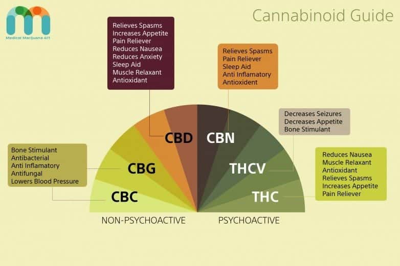 What Is Endocannabinoid System | Endogenous Cannabinoids