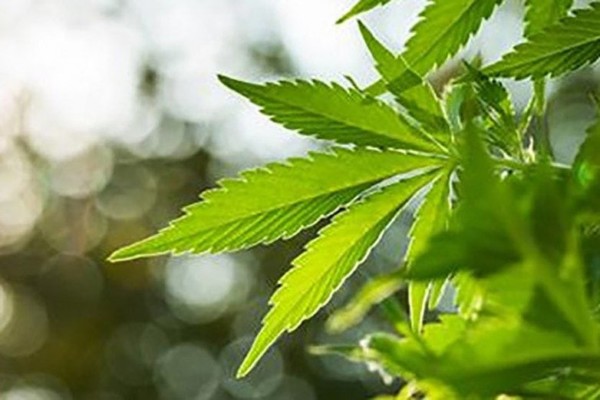 Cannabis Enhances Skeletal Healing