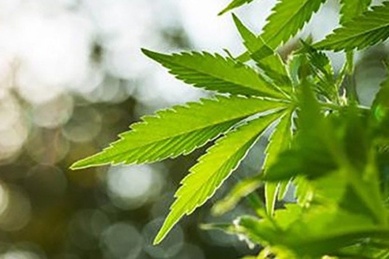 Cannabis Enhances Skeletal Healing