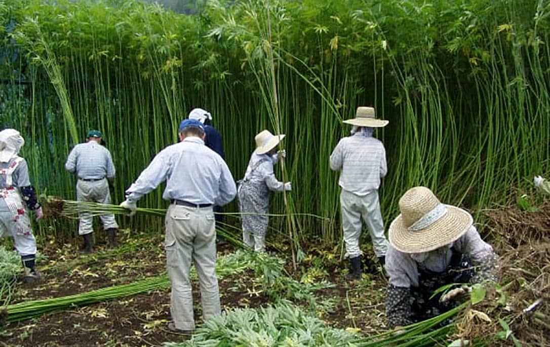 Hokkaido Hemp Association comments on Japanese Govt plans strengthen ...